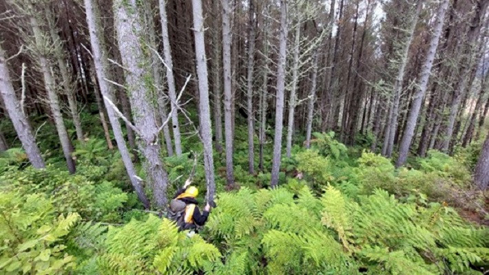 Transitioning Exotic Forest to Native • Tāne’s Tree Trust