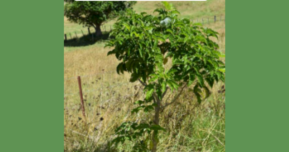 How to grow straight puriri • Tāne’s Tree Trust